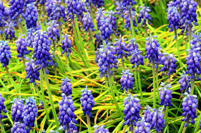 Muscari plants flowering stock photo. Image of ripen - 54140864