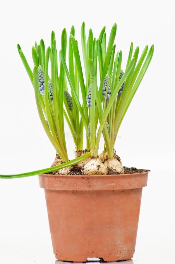 Muscari Pot Isolated on White Stock Photo - Image of bouquet, grape ...