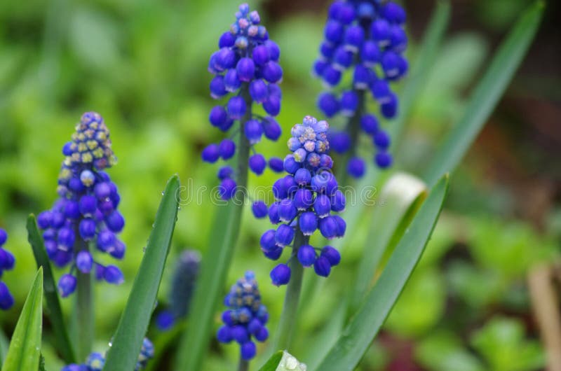 Muscari in spring garden stock image. Image of field - 66994051