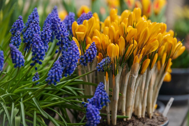Muscari and Yellow Crocuses First Spring Flowers Holland Stock Image ...