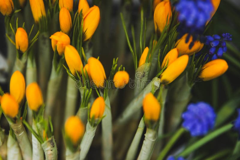 Muscari and Yellow Crocuses First Spring Flowers Holland Stock Photo ...
