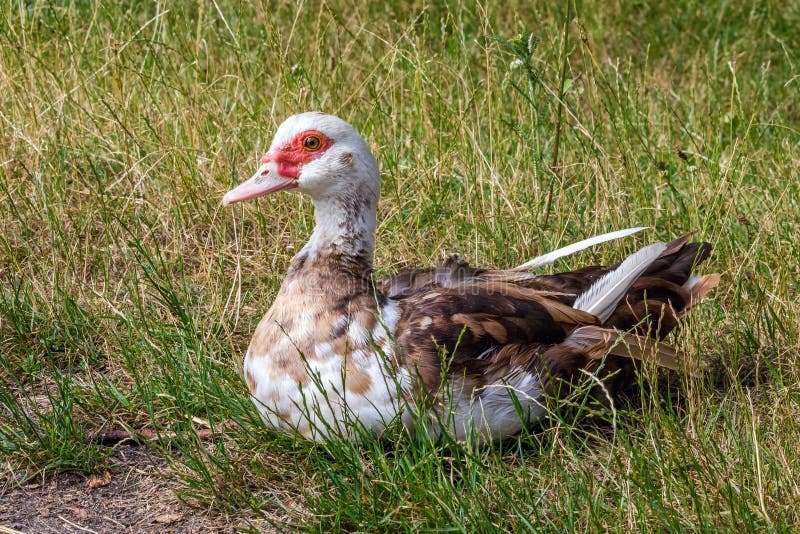 Muscat Duck Sits on the Grass in the Farm Garden_ Stock Photo - Image ...