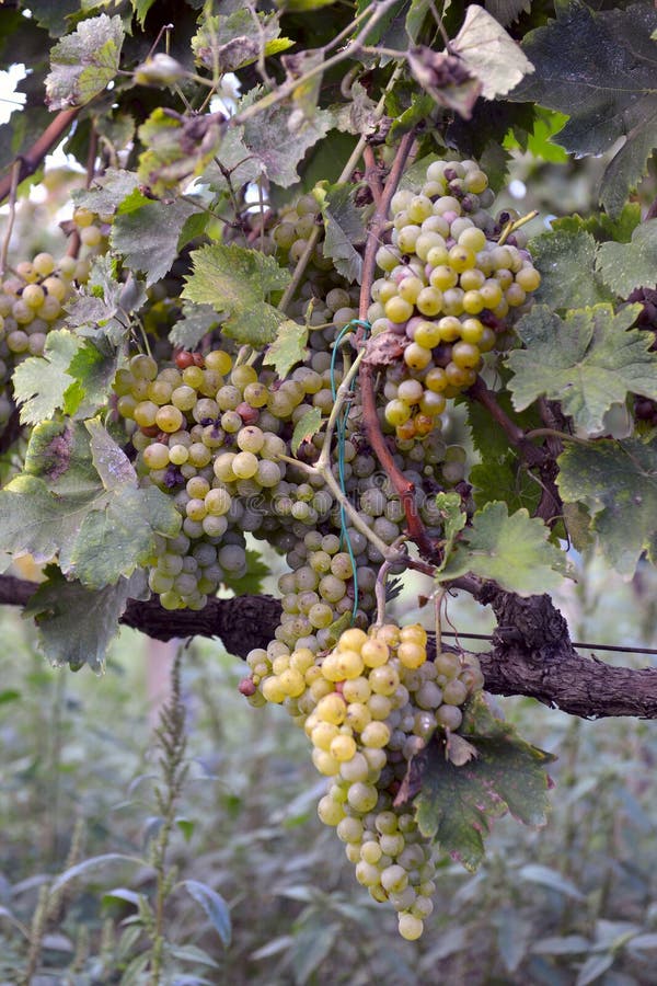 Muscat grapes stock image. Image of vine, ripe, valley - 45552011