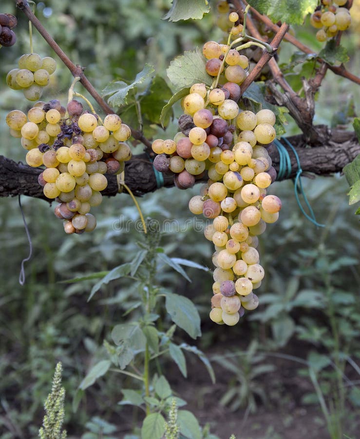 Muscat grapes stock image. Image of grapes, tree, bunch - 60203257