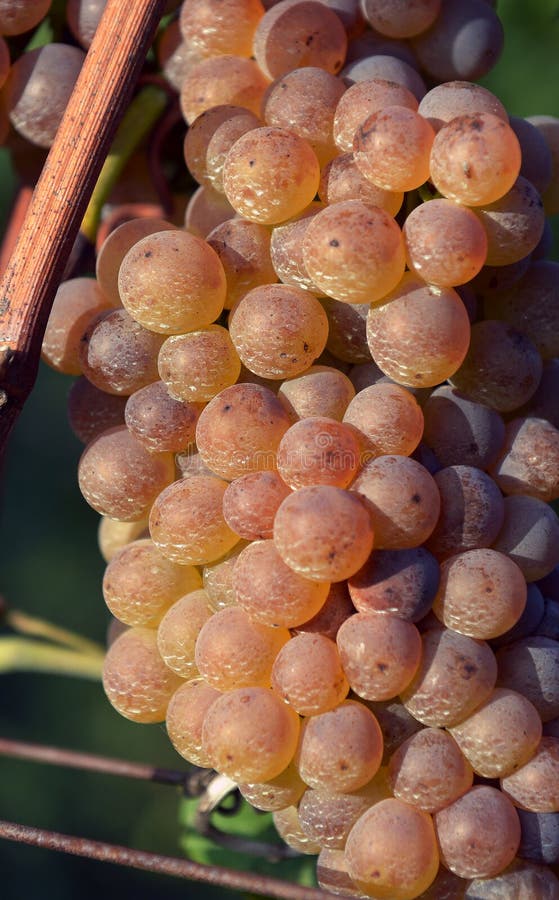 Muscat grapes stock photo. Image of ripened, vineyard - 55828272