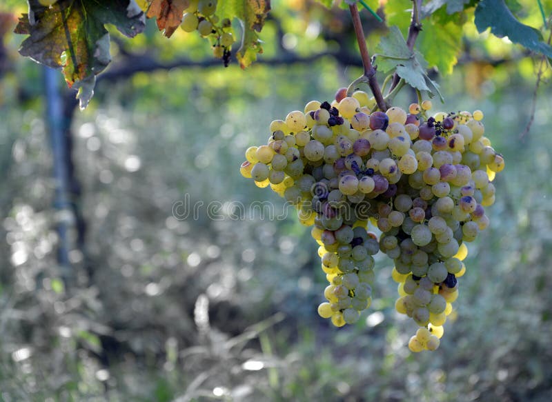 Muscat grapes stock photo. Image of tree, vine, muscat - 51270430