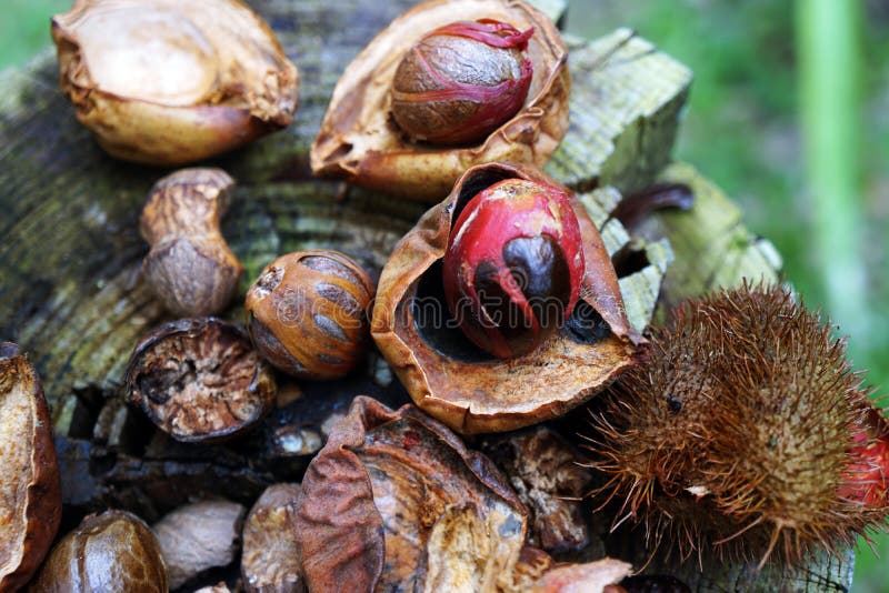 Muscat Spice stock image. Image of delicious, exotic - 93612215