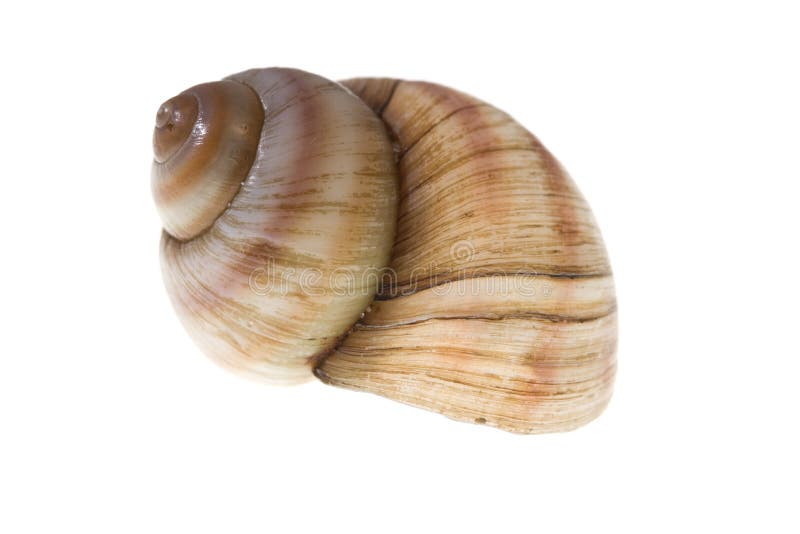 Muschel lokalisiert stockfoto. Bild von form, sommer - 38328528