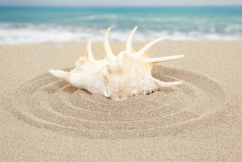 Muschel Mit Sand Mit Meer Im Hintergrund Stockbild - Bild von ozean ...
