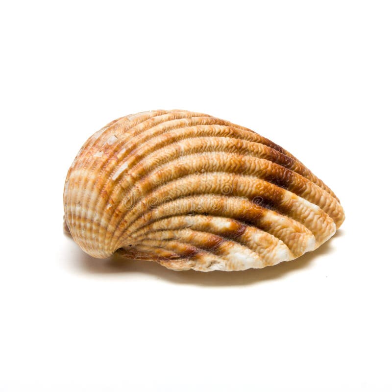 Muschel-Shell stockbild. Bild von küche, meeresfrüchte - 15581703