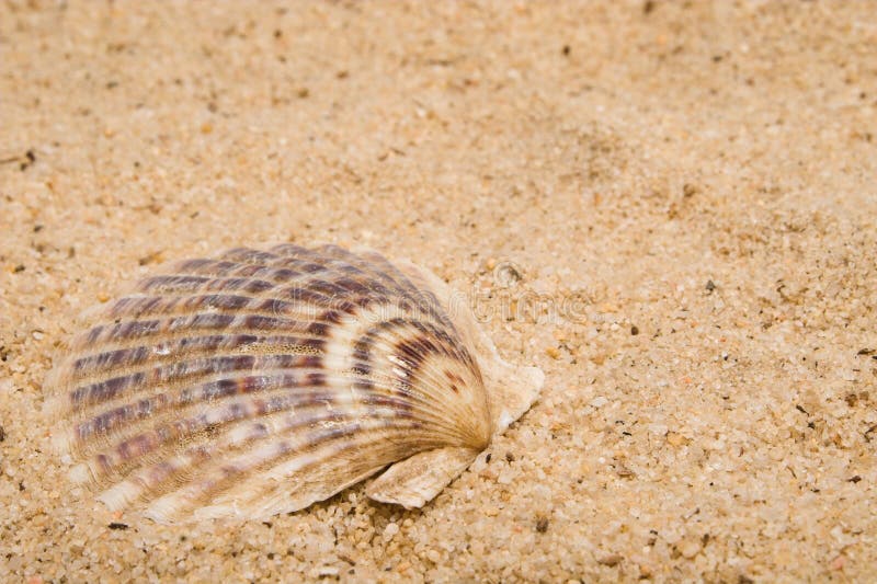 Muschel-Shell stockfoto. Bild von meerblick, marinesoldat - 5068326