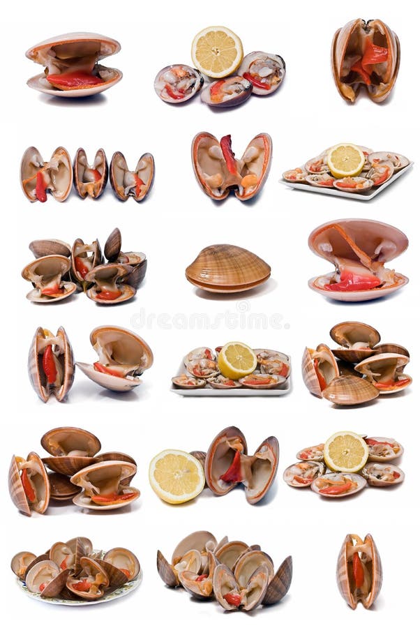 Glatte Muschel lebendig. stockbild. Bild von lebendig - 13529033