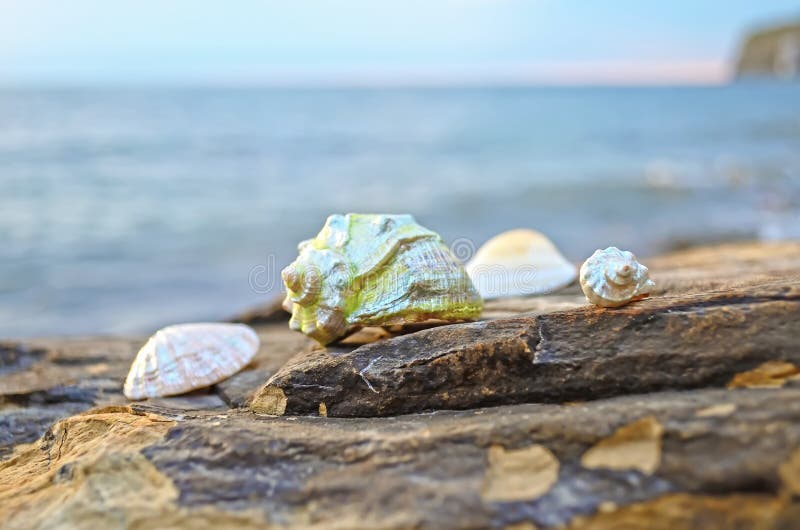 Muscheln Auf Steinen Nahe Dem Meer Stockfoto - Bild von meerblick ...