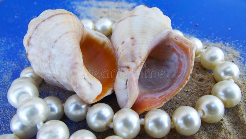 Muscheln, Perle, Starfish Auf Sandsonderkommandos Der Unterwasserwelt ...