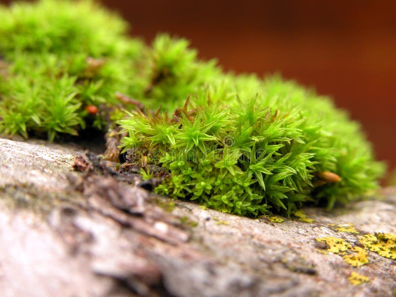 Muschio immagine stock. Immagine di slittamento, muschio - 502607