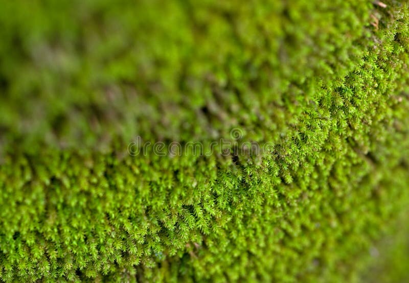 Muschio fotografia stock. Immagine di foresta, fungo - 11849672