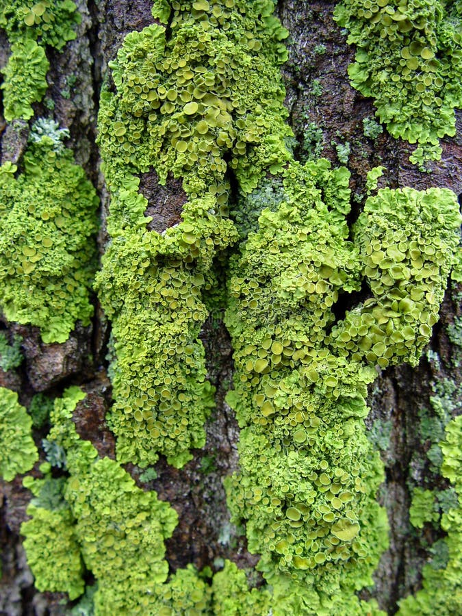 Struttura Naturale Del Muschio Fotografia Stock - Immagine di marrone ...