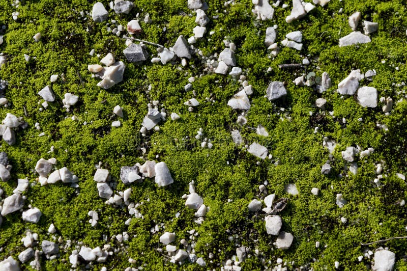 Muschio fotografia stock. Immagine di erri, organizzato - 47086424