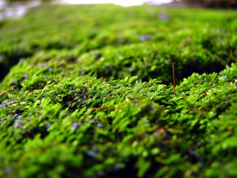 Muschio immagine stock. Immagine di slittamento, muschio - 502607