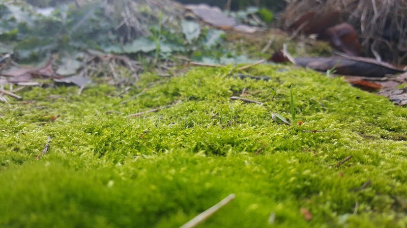 Muschio fotografia stock. Immagine di muschio, sviluppisi - 64685872