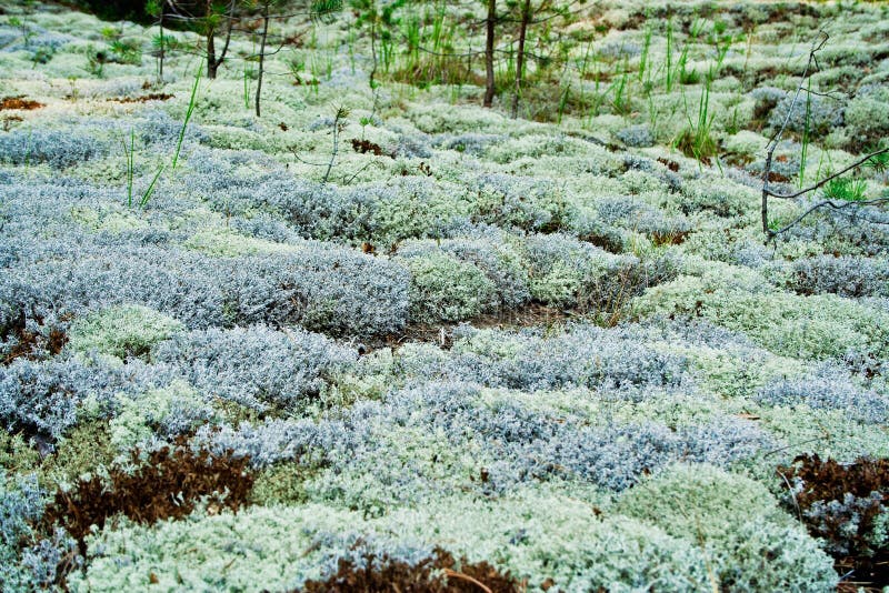 Muschio bianco immagine stock. Immagine di aperto, superficie - 24139727