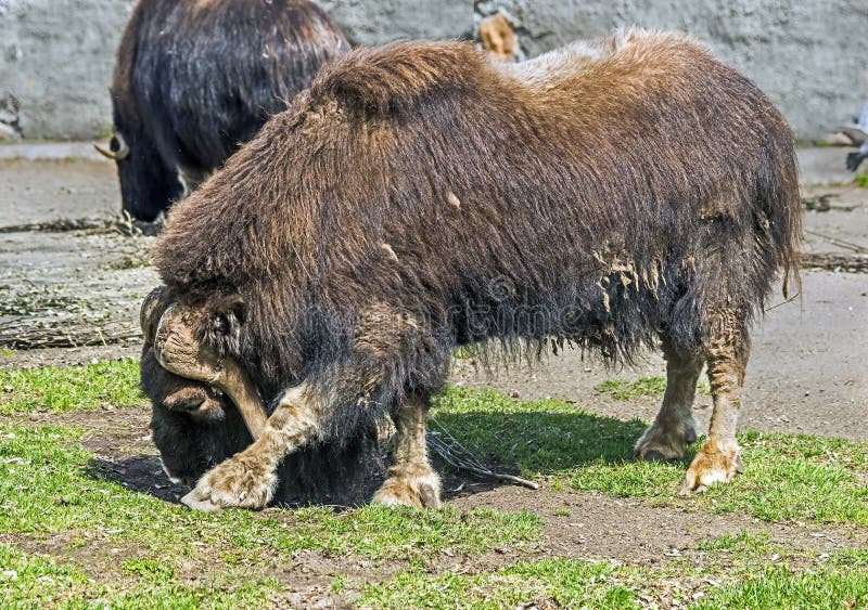 Bue Di Muschio Selvaggio Nella Natura Fauna Selvatica Di Grandi Animali ...