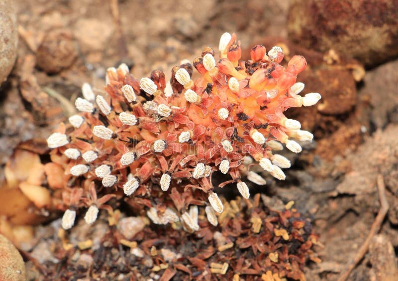 Muschio del fiore immagine stock. Immagine di foresta - 62353651