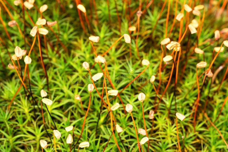 Muschio di fioritura immagine stock. Immagine di vago - 53548609