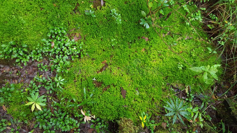 Foto Stock e immagini a tema Muschio Di Sfagno - Scarica 366 foto
