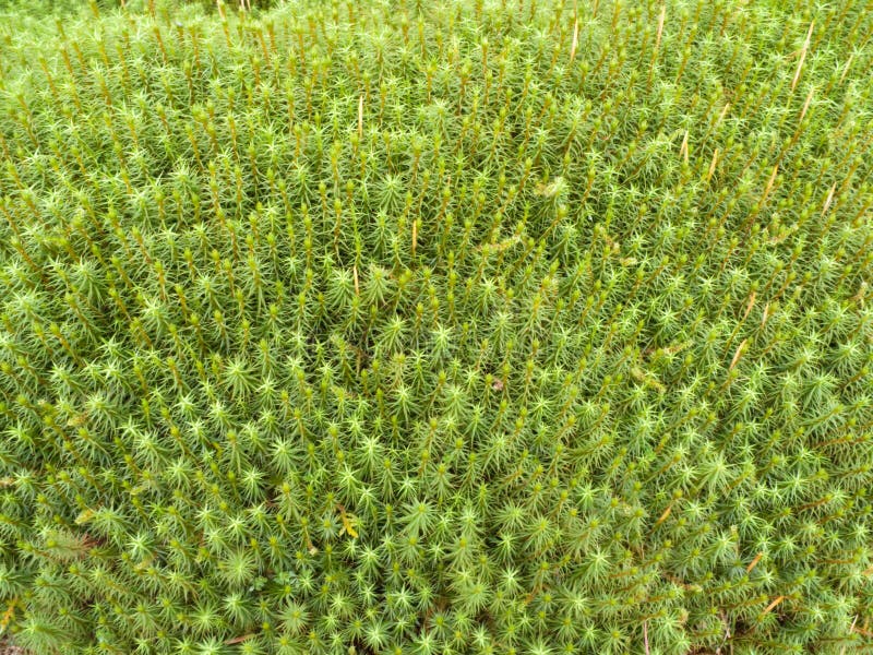 Punto Di Vista Superiore Del Muschio O Dello Sfagno Di Sfagno Modello ...