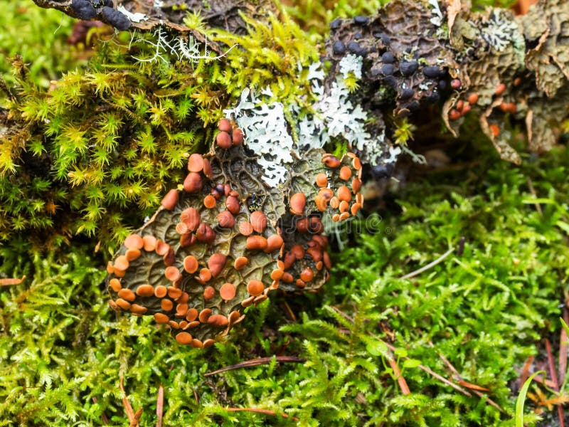 Lichene E Funghi Sotto Il Microscopio Fotografia Stock - Immagine di ...