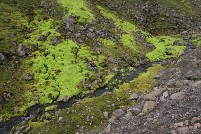 Muschio Sulle Rocce Nella Tundra Fotografia Stock - Immagine di ...