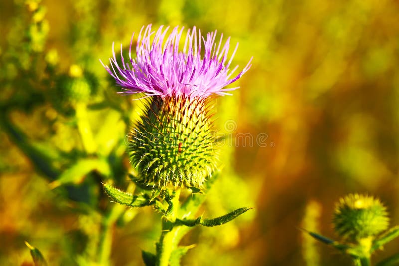 Muschio O Cardo Rosso, Carduus Nutans Immagine Stock - Immagine di ...
