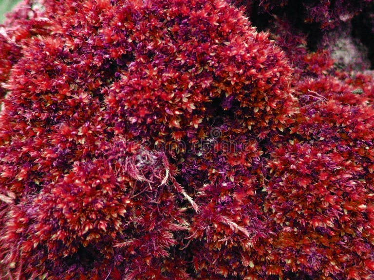 Muschio rosso fotografia stock. Immagine di muscoso, sviluppisi - 90882306