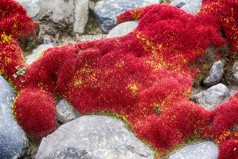 Muschio Artico, Fiori E Funghi Fotografia Stock - Immagine di rosso ...