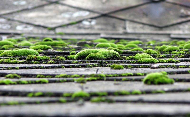 Muschio sul tetto fotografia stock. Immagine di nave, prodotti - 4454512