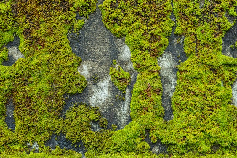 Muschio Sulla Parete Del Cemento Immagine Stock - Immagine di modello ...