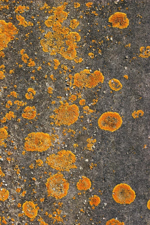 Pietra rossa con muffa fotografia stock. Immagine di struttura - 13191272