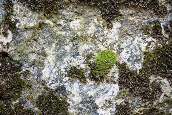 Muschio sulla pietra immagine stock. Immagine di nave - 83614385