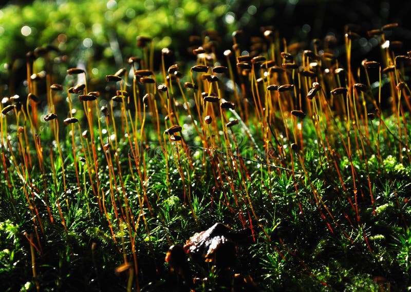 Muschio verde immagine stock. Immagine di colore, sfondo - 16689045