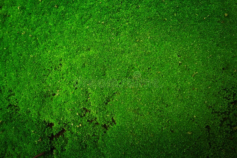 Verde Palude Color Pictures And Images - RGB Color Hex Code [#408000 - 45%]