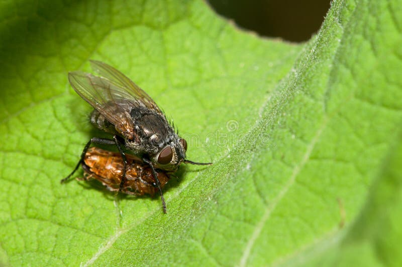 Muscidae insects stock photo. Image of environment, colour - 22743104