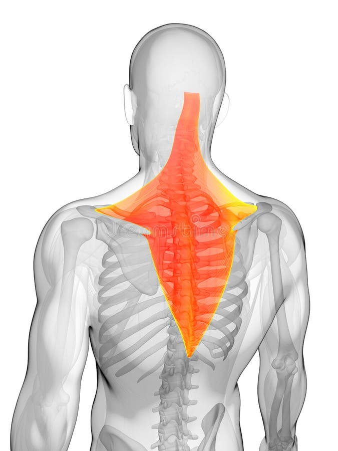 Le Muscle De Trapèze a Marqué L'illustration Médicale De Vecteur De ...