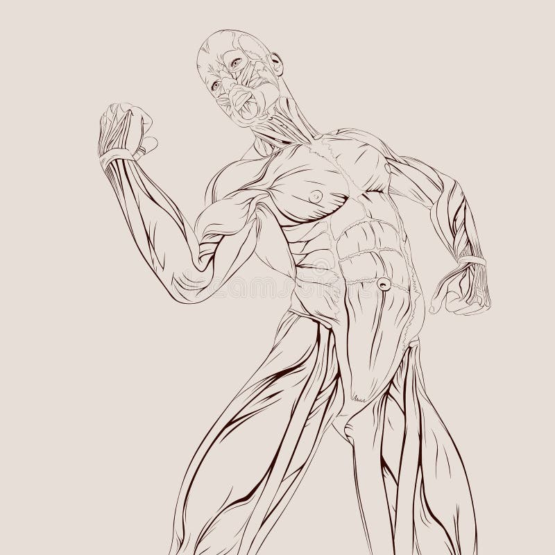 Muscle Anatomy stock illustration. Illustration of male - 27553868