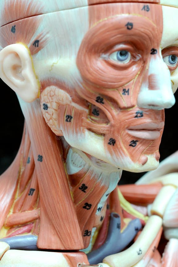 Muscle stock photo. Image of frontalis, healthy, muscular - 42906306