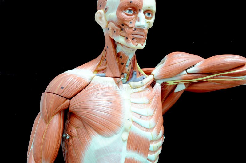 Muscle stock image. Image of biology, branchii, humerus - 42906387