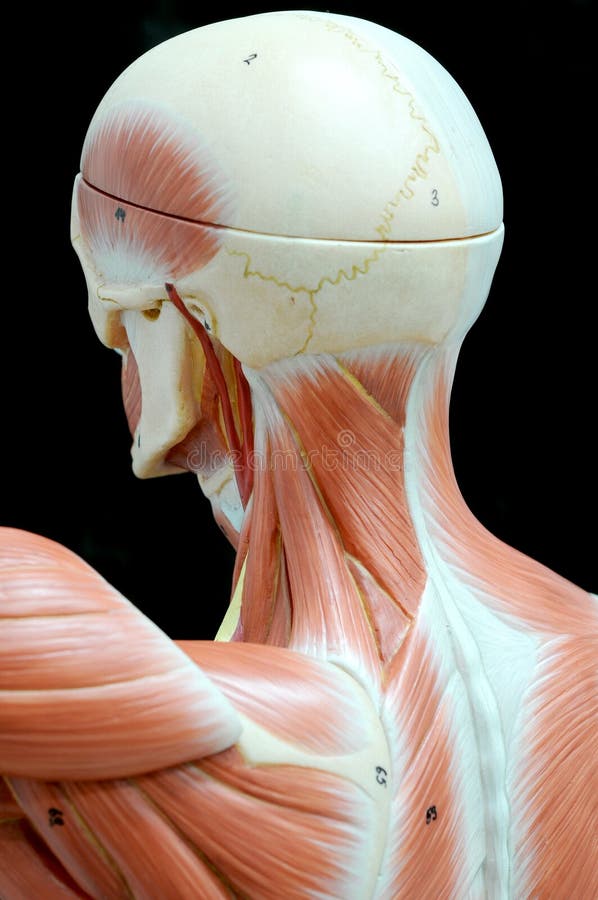Muscle stock photo. Image of biology, back, gluteus, musculature - 42906674