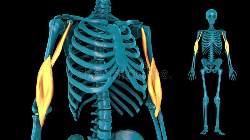 9+ Human muscle real Free Stock Photos - StockFreeImages