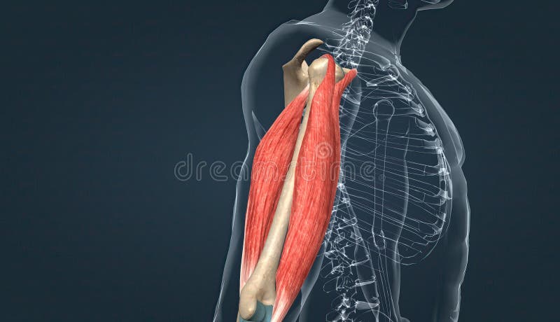 Muscle of the Armflexion and Extension Stock Illustration ...