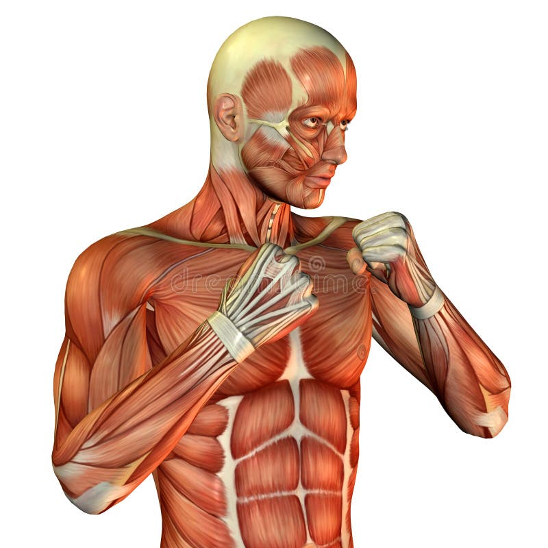 Human Anatomy View of Torso and Arm. Stock Illustration - Illustration ...